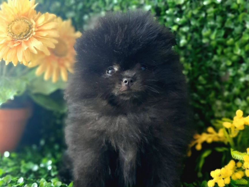 Померанский шпиц