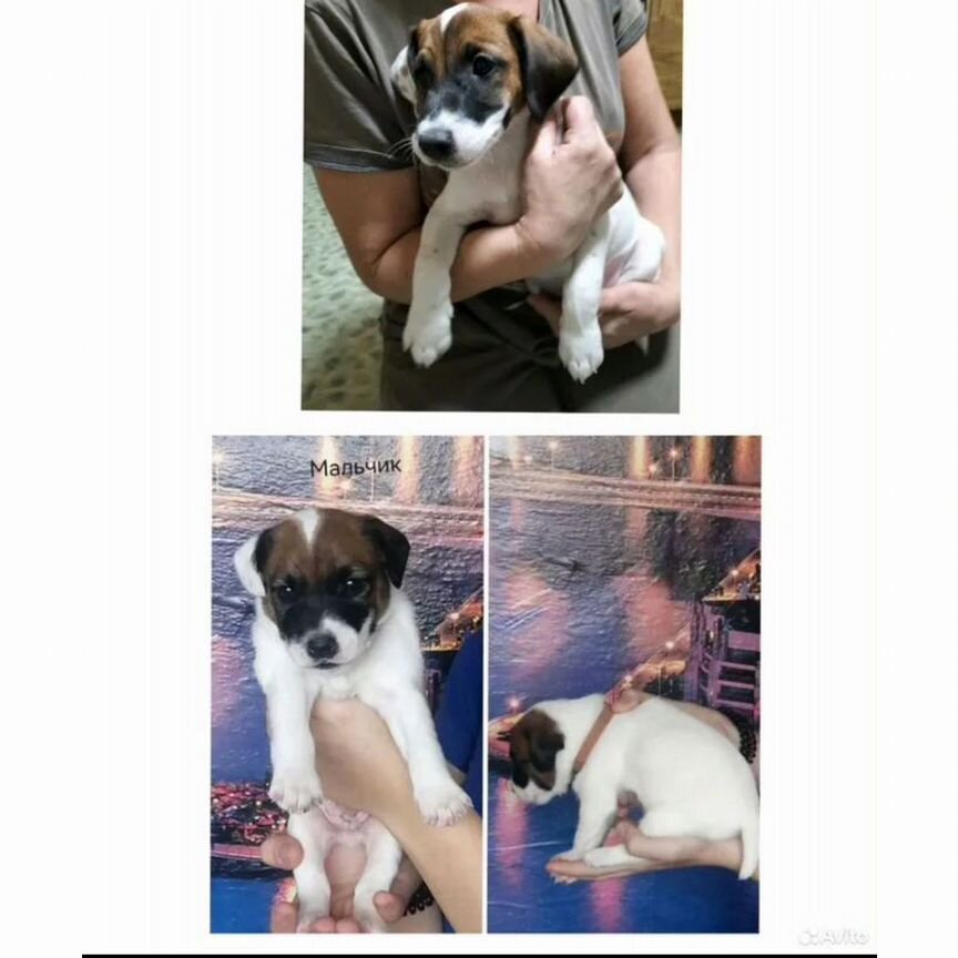 Джек-рассел-терьер, щенок