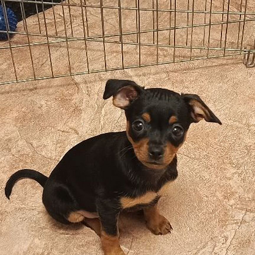 Русский той-терьер, щенок