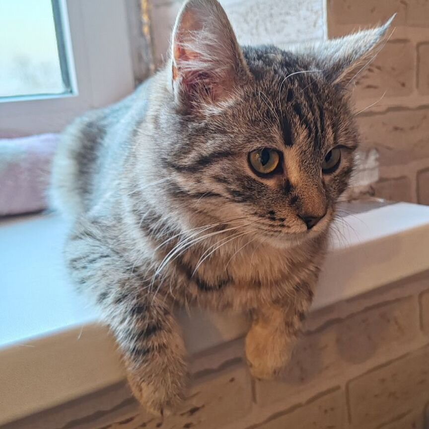 Котёнок в добрые руки