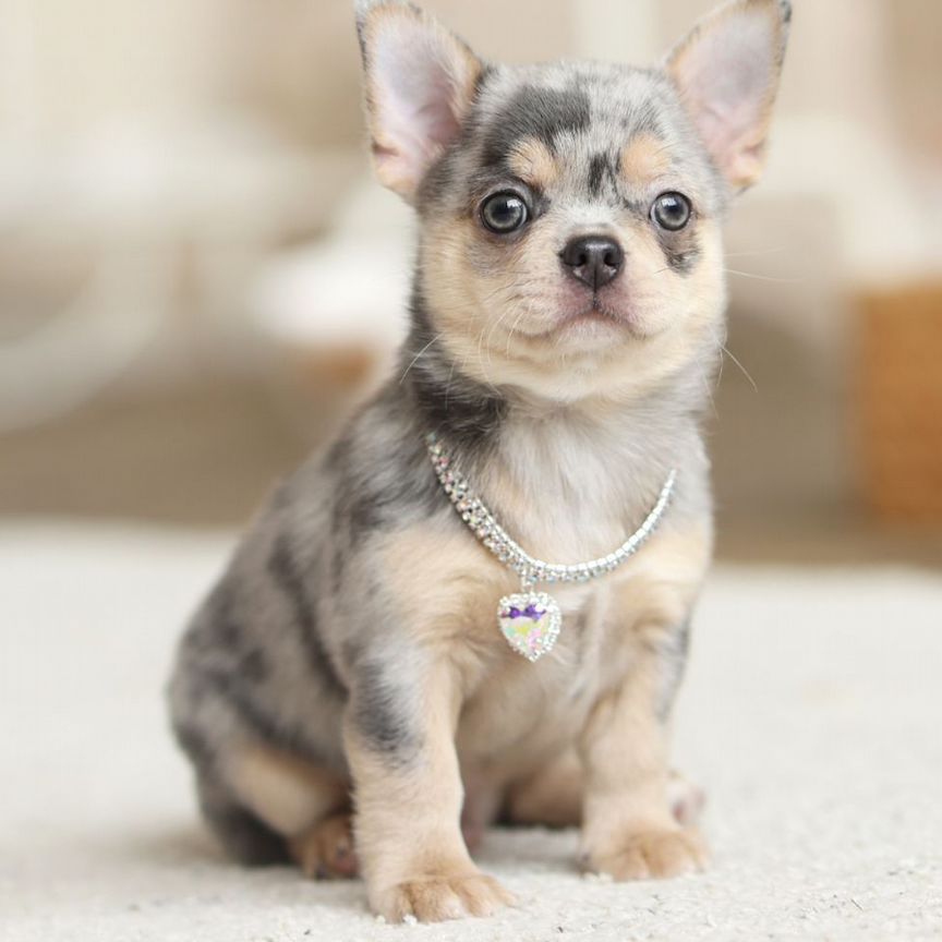 Чихуахуа, щенок