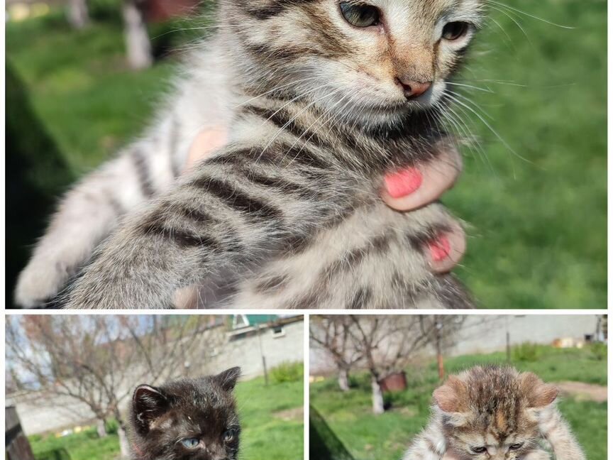 Котята в добрые руки