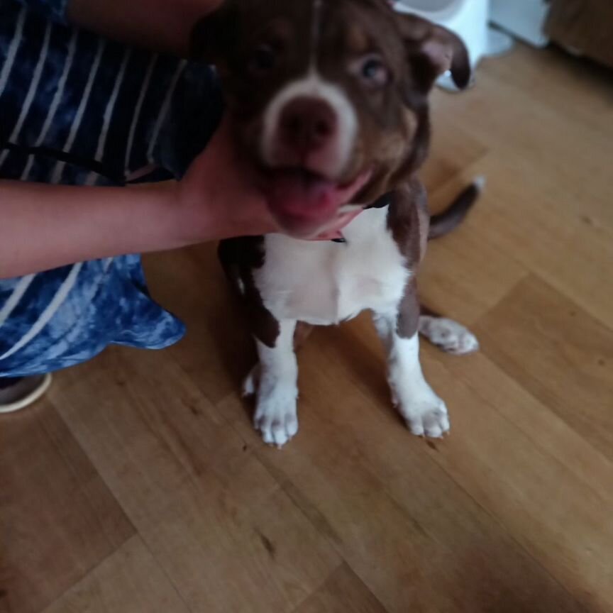 Американский булли 5 месяцев