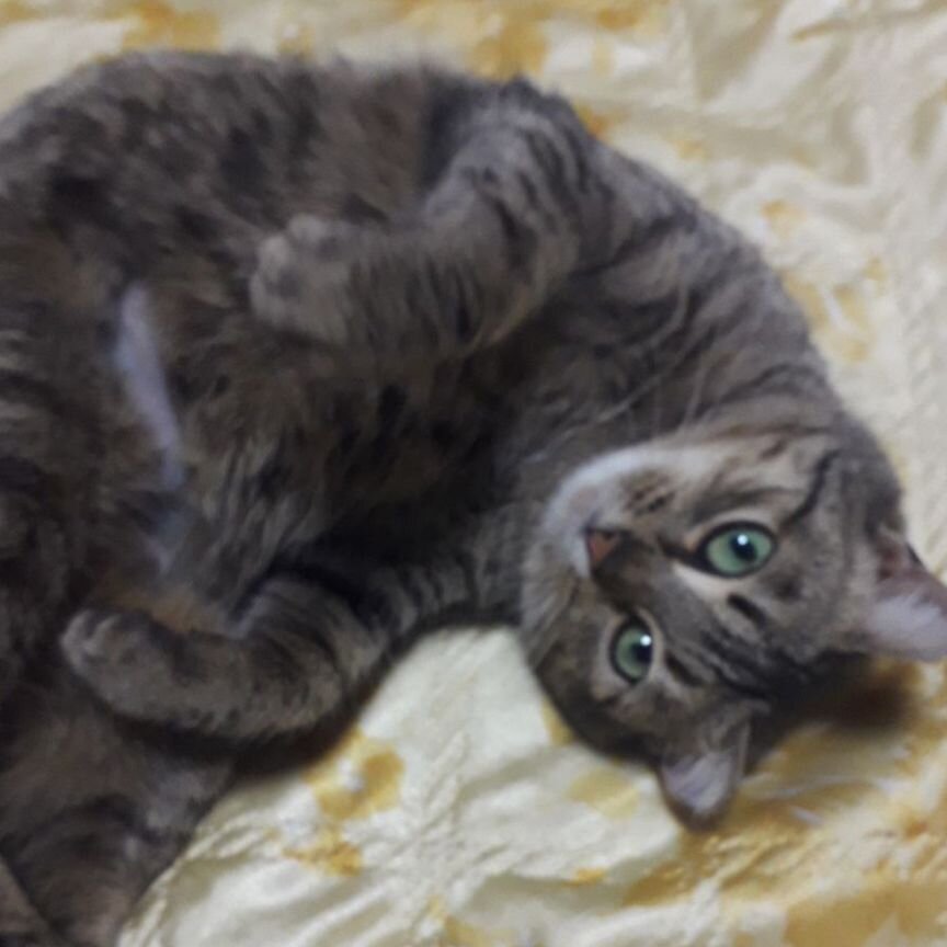 Кошка стерилизованная,очень умная