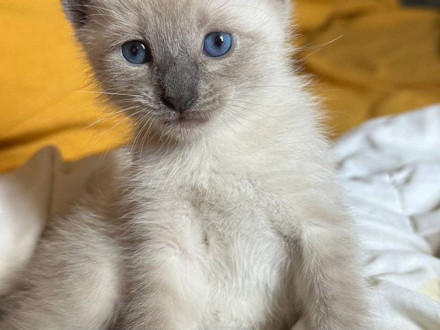 Котенок в добрые руки