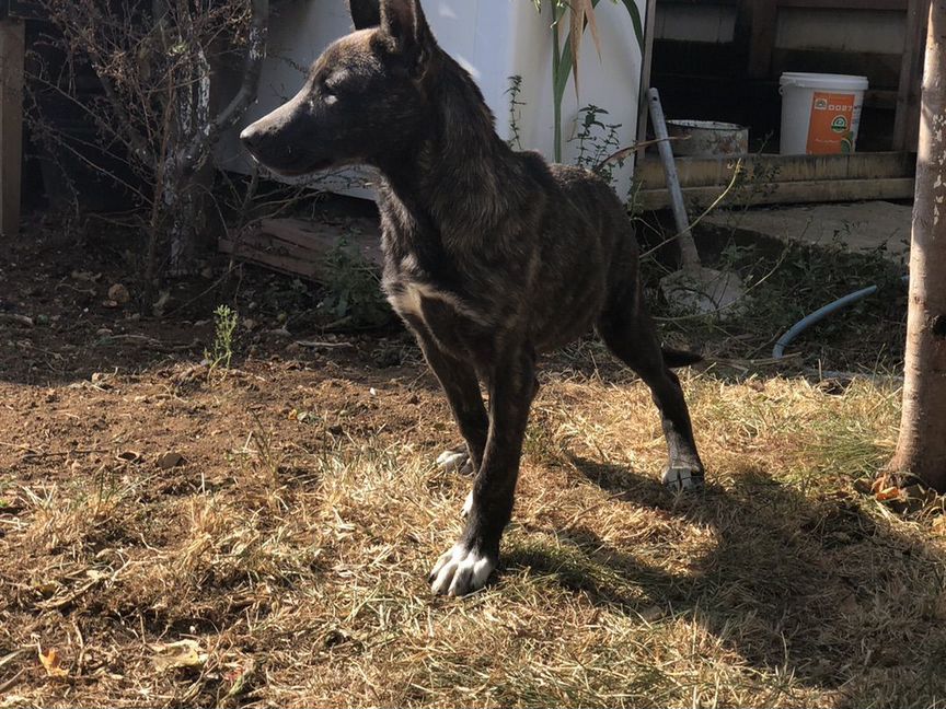 Бельгийская овчарка малинуа