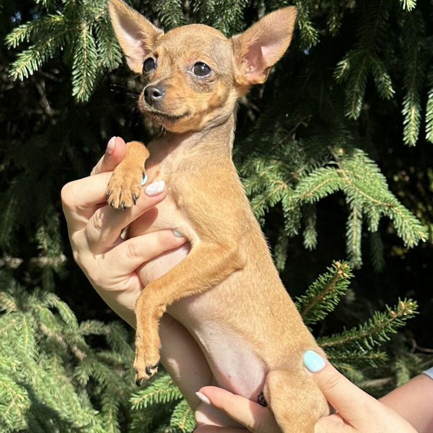 Русский той