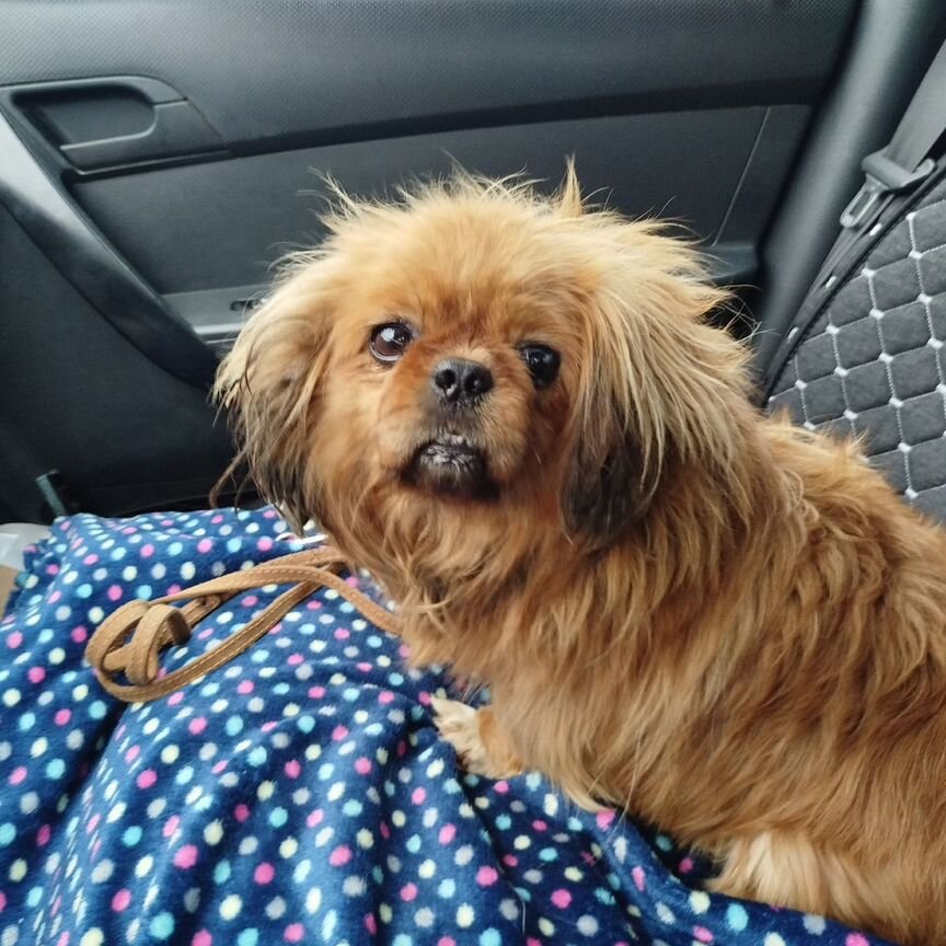 Взрослая собака в добрые руки