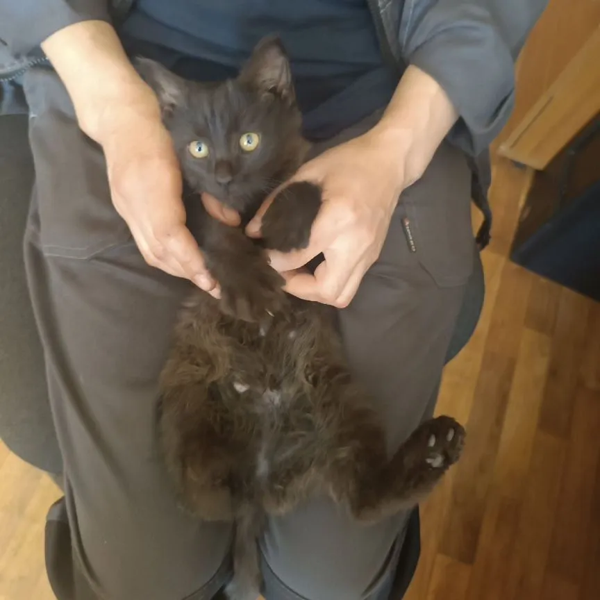 Маленький котеночек