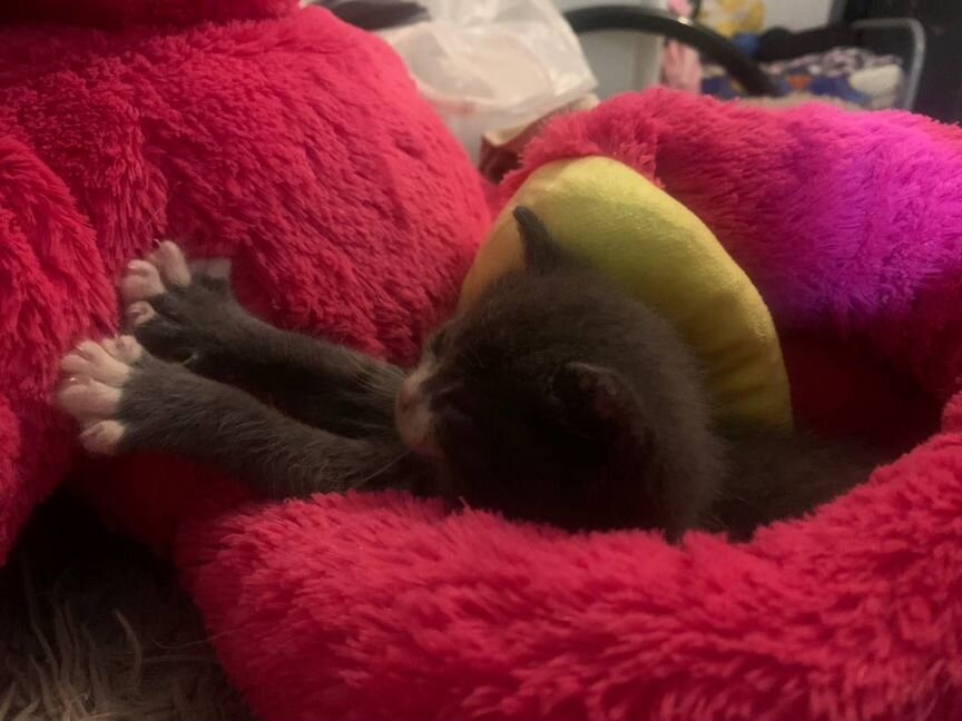 Котенок в добрые руки