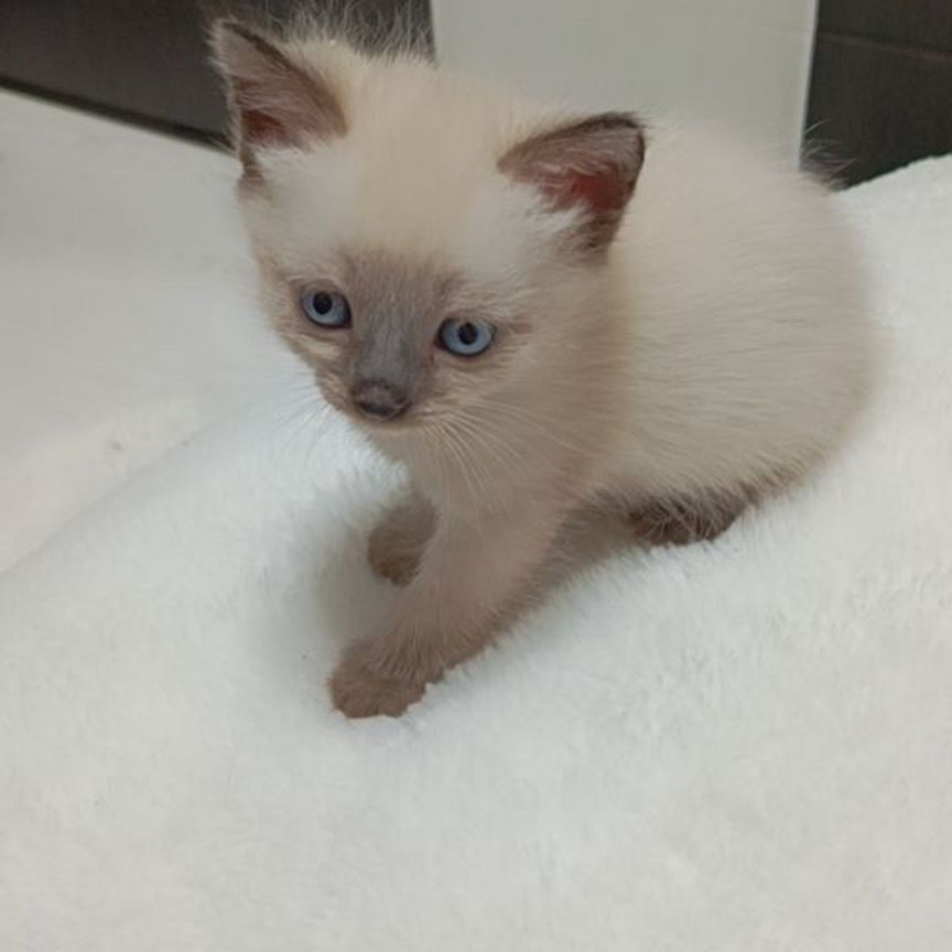 Отдам котят в хорошие руки