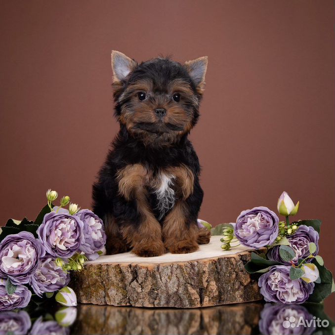 Питер - Пэн / Piter - Pen (Мальчик/Boy)