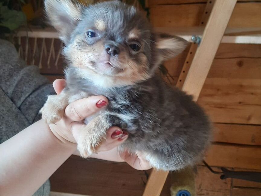 Голубо-подпалый чихуа