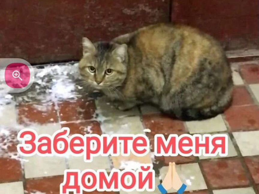 Котик замерзает на улице