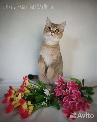 Шотландский кот