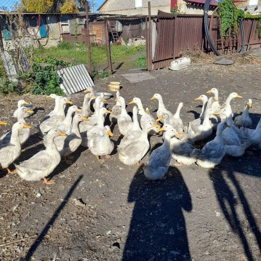 Утки старт 53