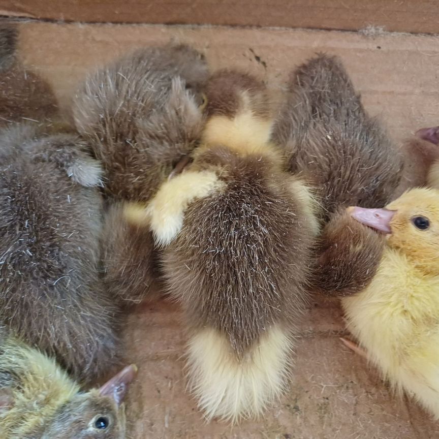 Индоутята с мамой