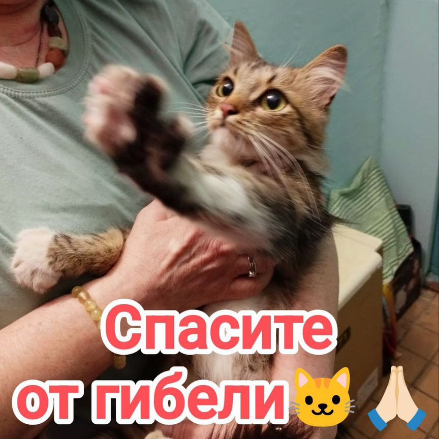 Спасите которебёнка