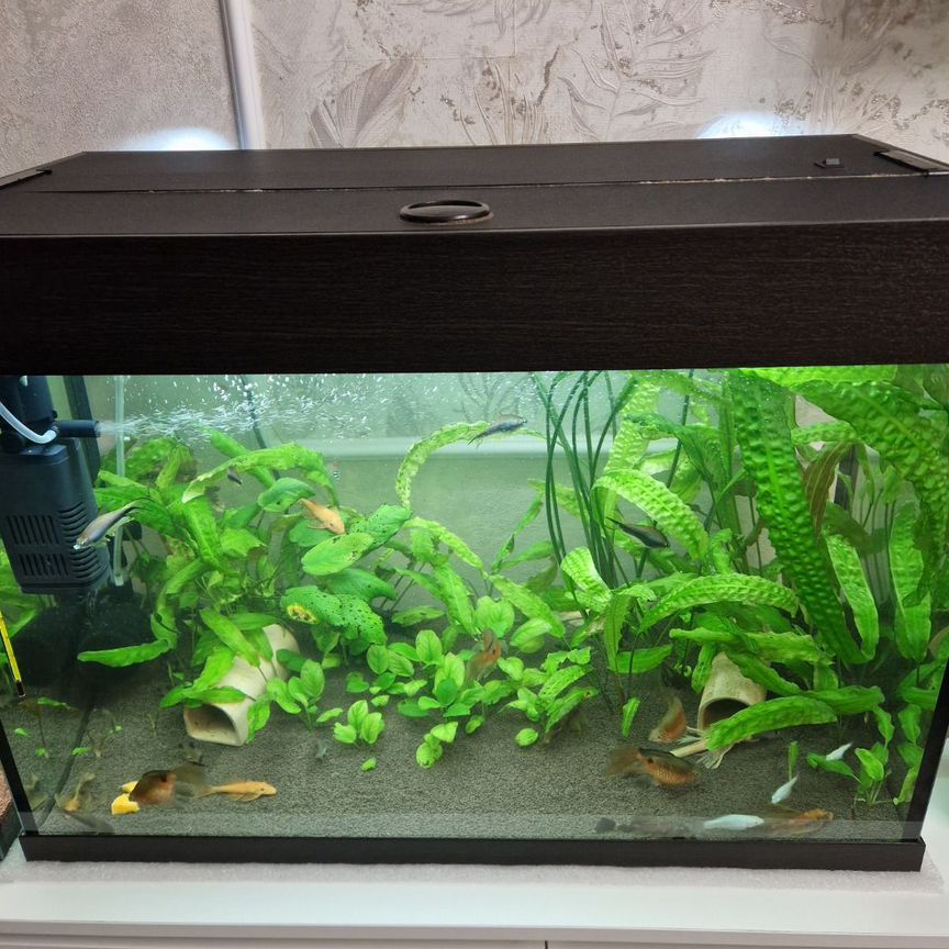 Аквариум с рыбками