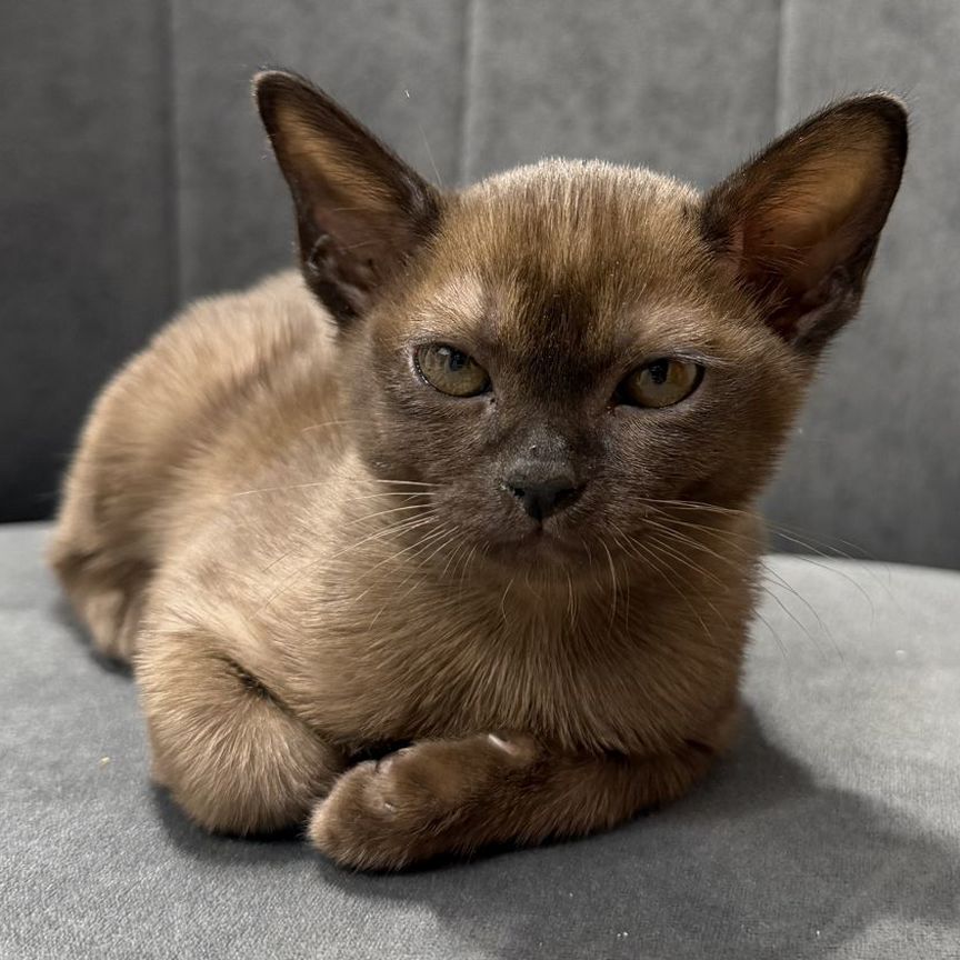 Европейский бурманский котёнок