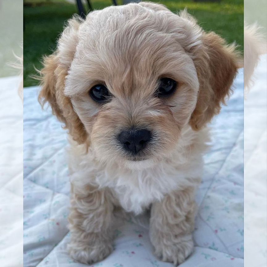 Мальтипу, щенок