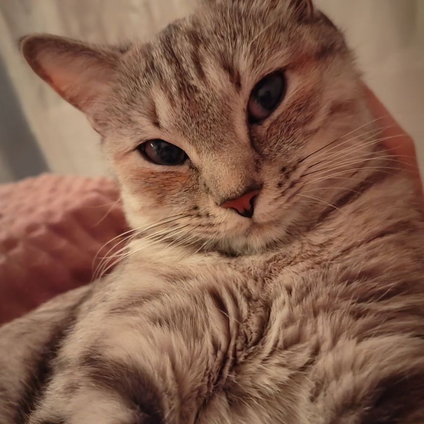 Кошечка в добрые руки