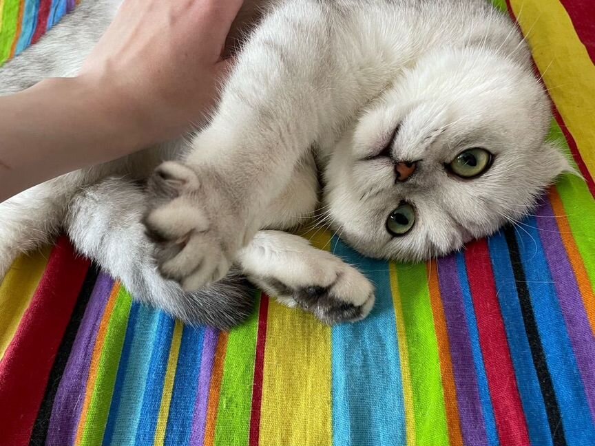 Кошка Шотландская вислоухая с документами