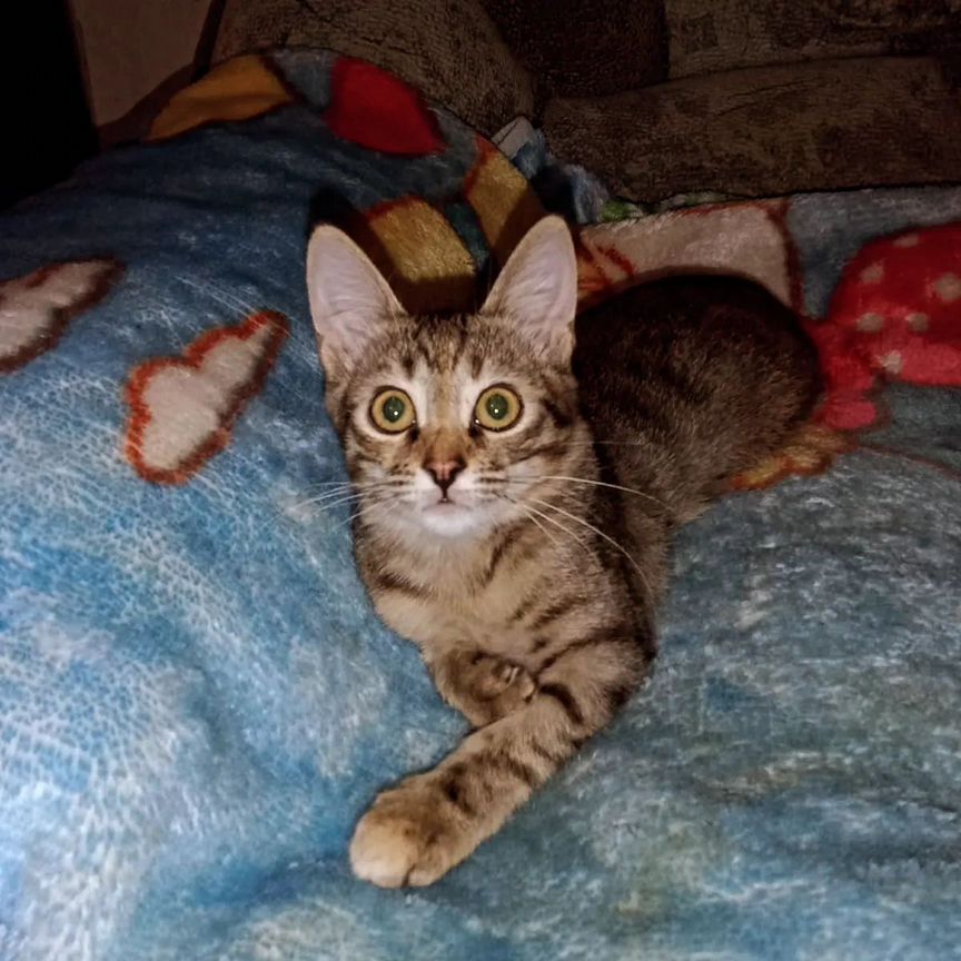 Котенок в добрые руки