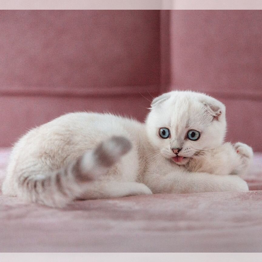 Шотландский вислоухий короткошёрстный котёнок