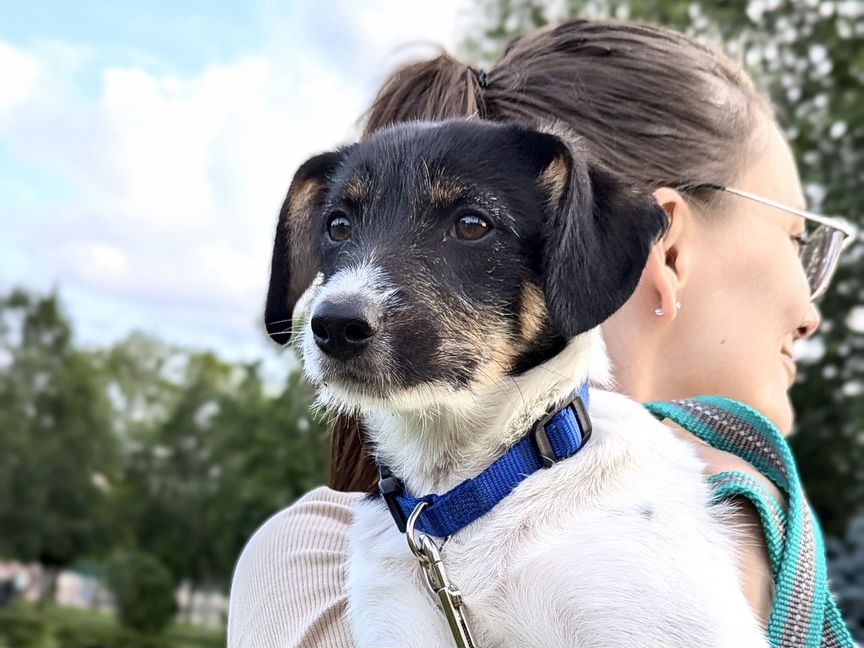 Щенок в добрые руки бесплатно