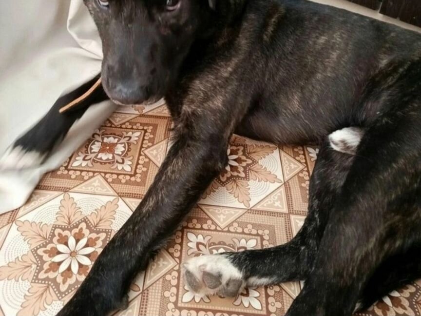 Собака в добрые руки