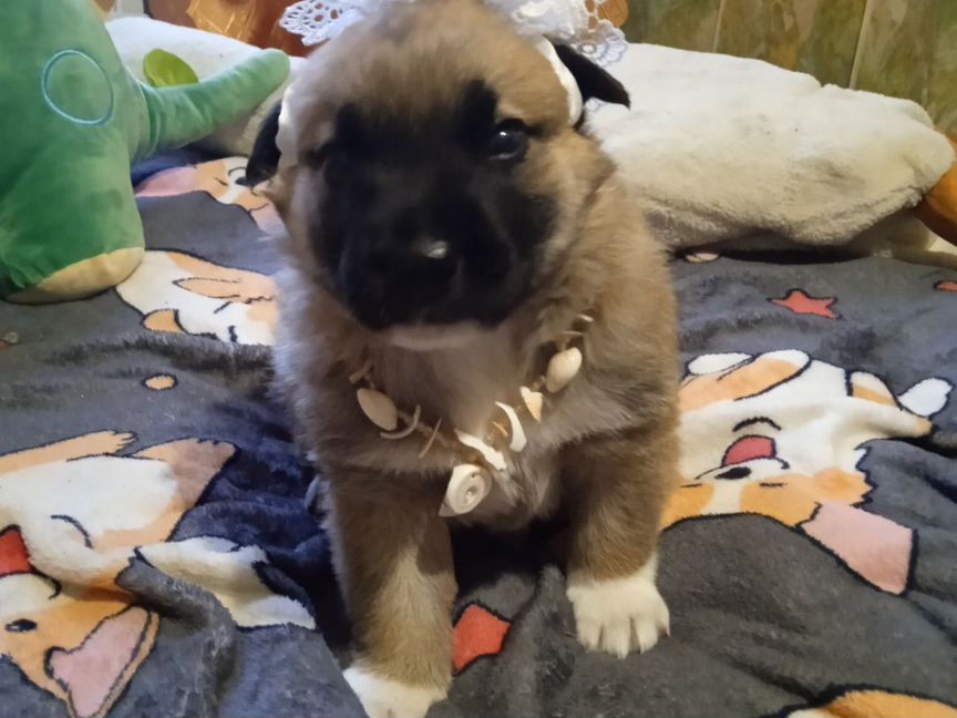 Собачий детеныш Тишка