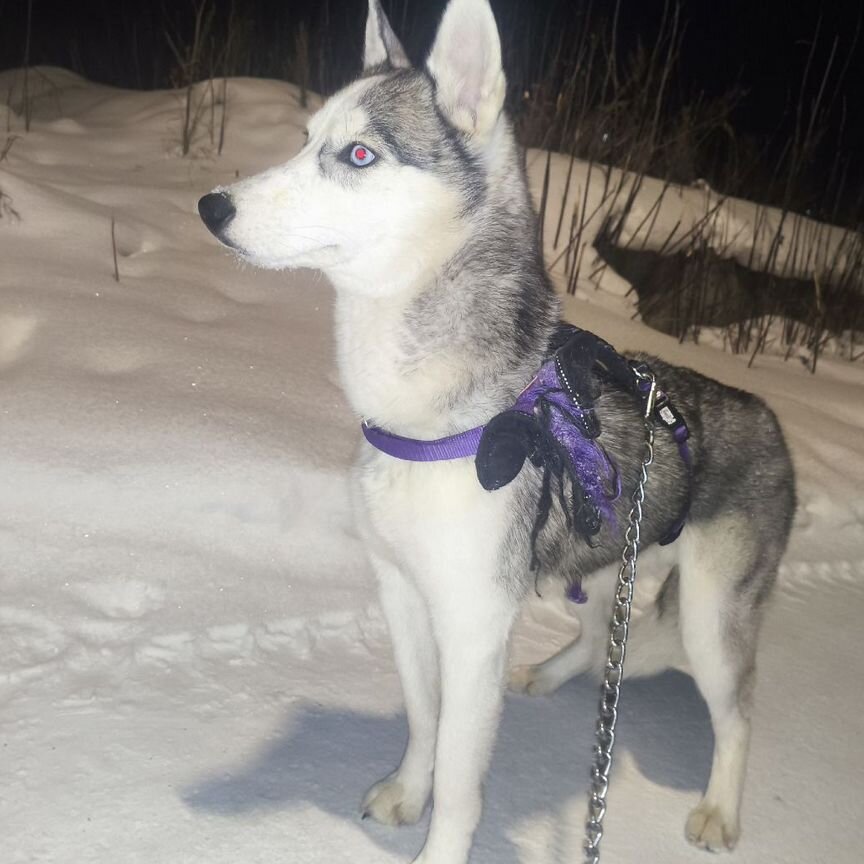 Сибирский хаски, щенок