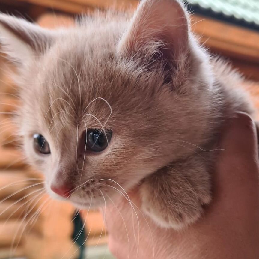 Котёнок от частного владельца