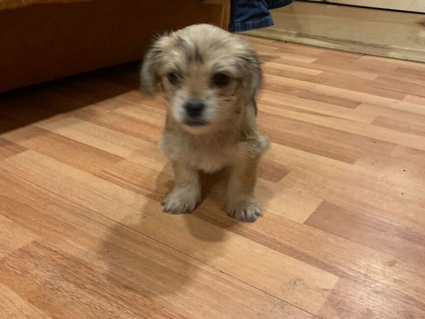 Йорк с Шитцу