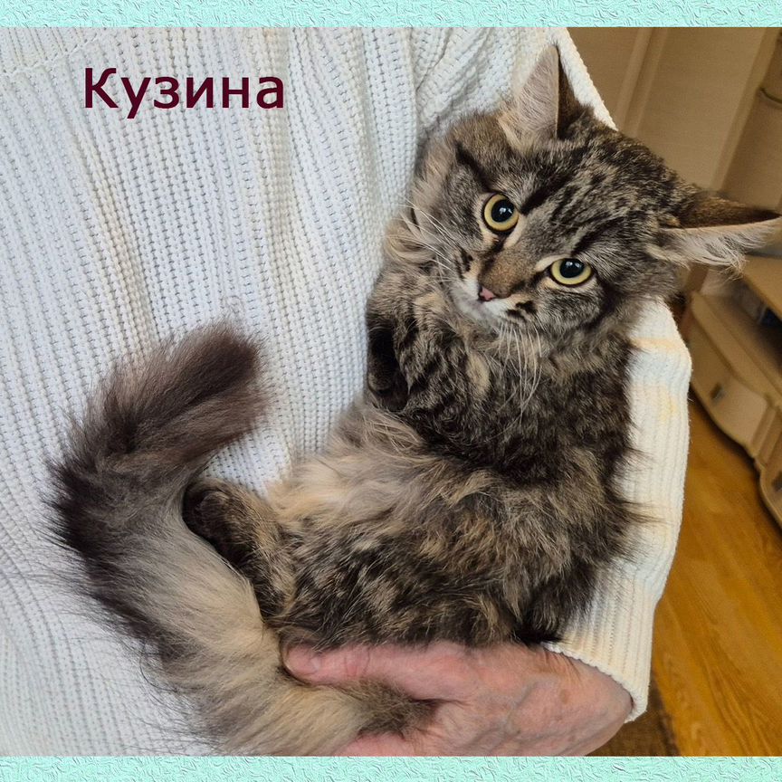 Пушистая по типу сибирячка киса, 6 мес., ищет хозя