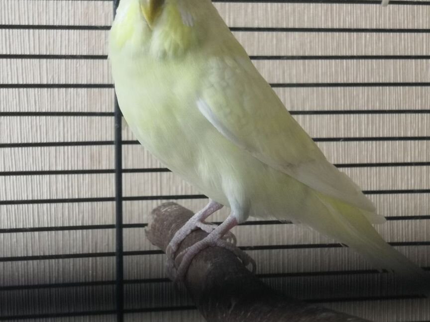 Волнистый попугай