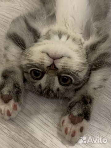 Котенок мальчик