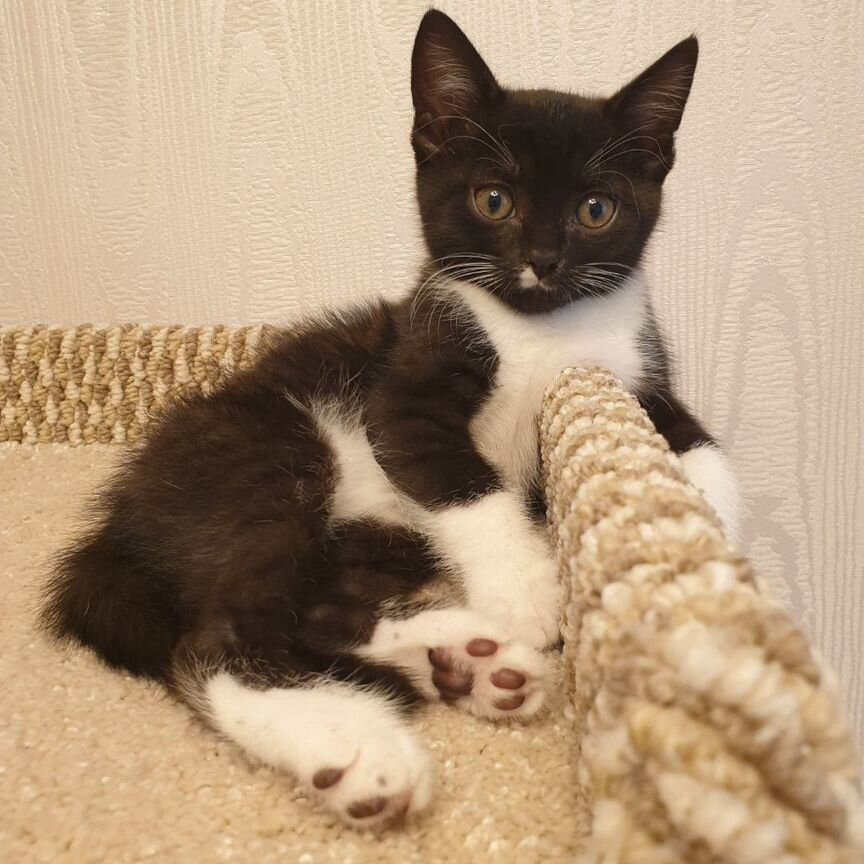 Котик
