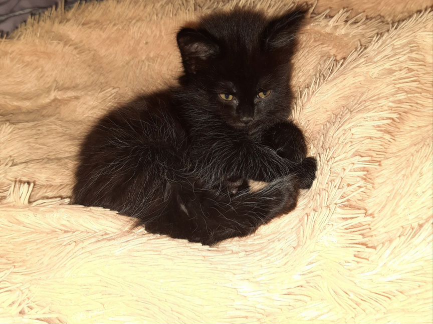 Котята