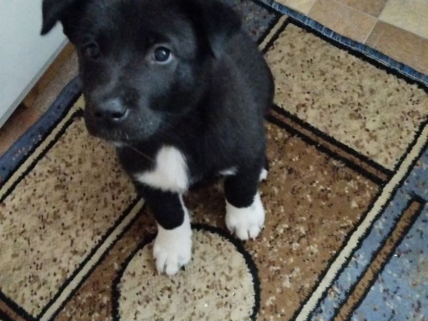 Собака в добрые руки щенок