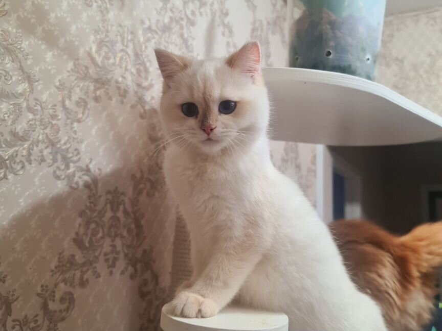 Британская шиншила ay1233, несёт шоколад, 5 мес