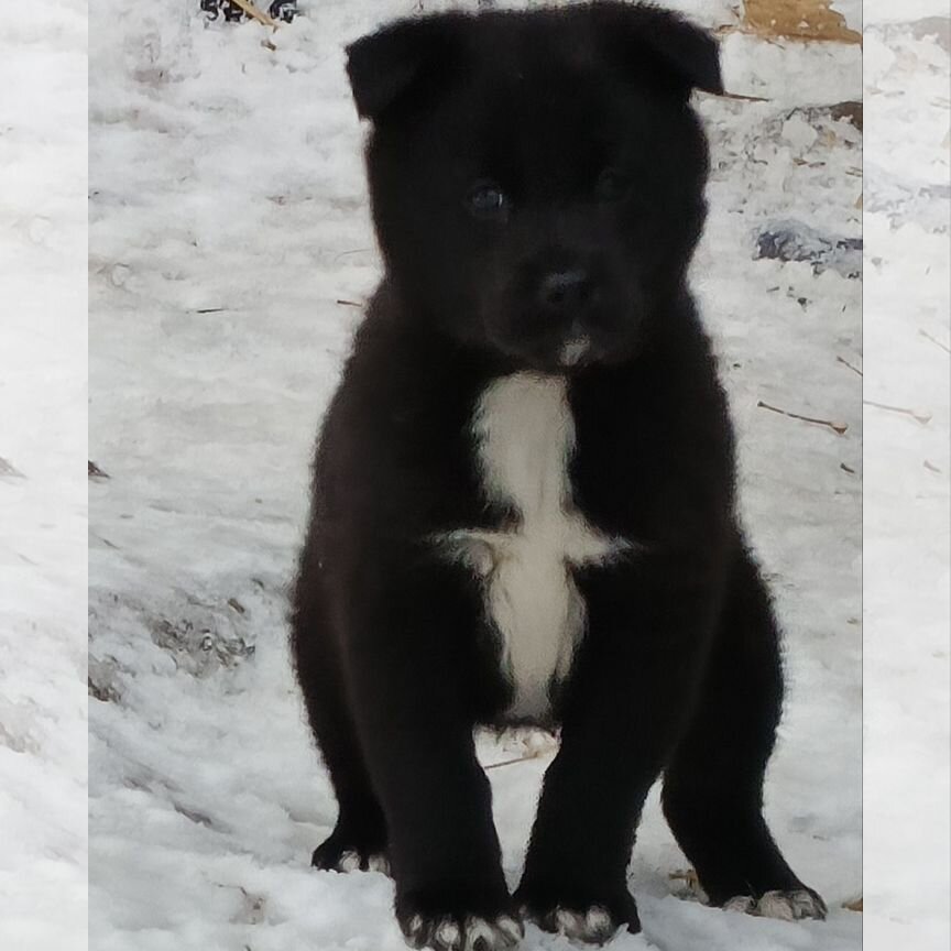 Щенок в добрые руки