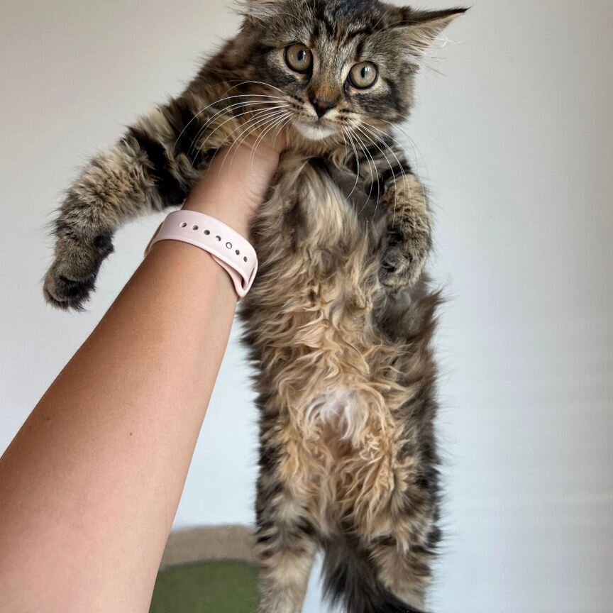 Котенок девочка