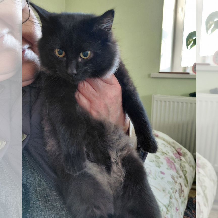 Сибирский котёнок