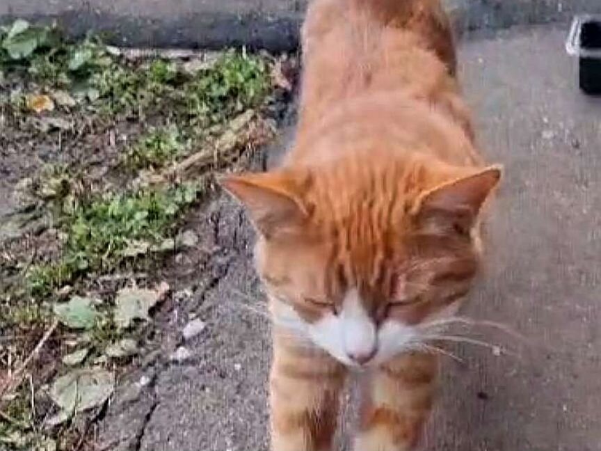 На улице самый ласковый рыжий котик