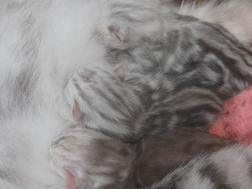 Шотландские котята