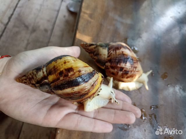 Ретики Ахатина