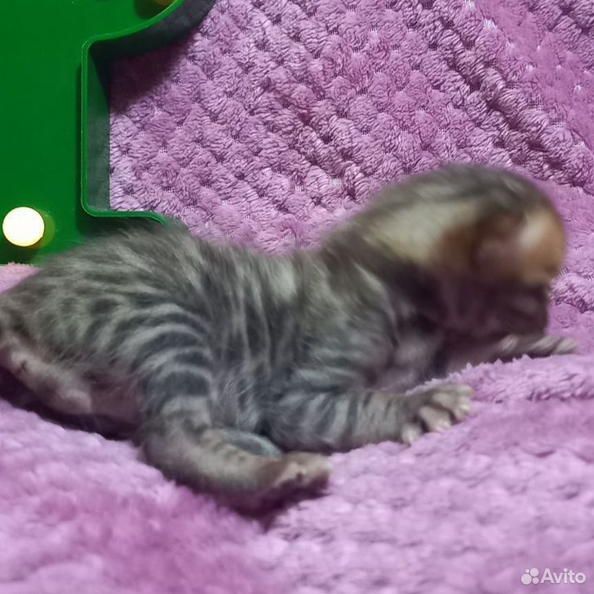 Бенгальские котята