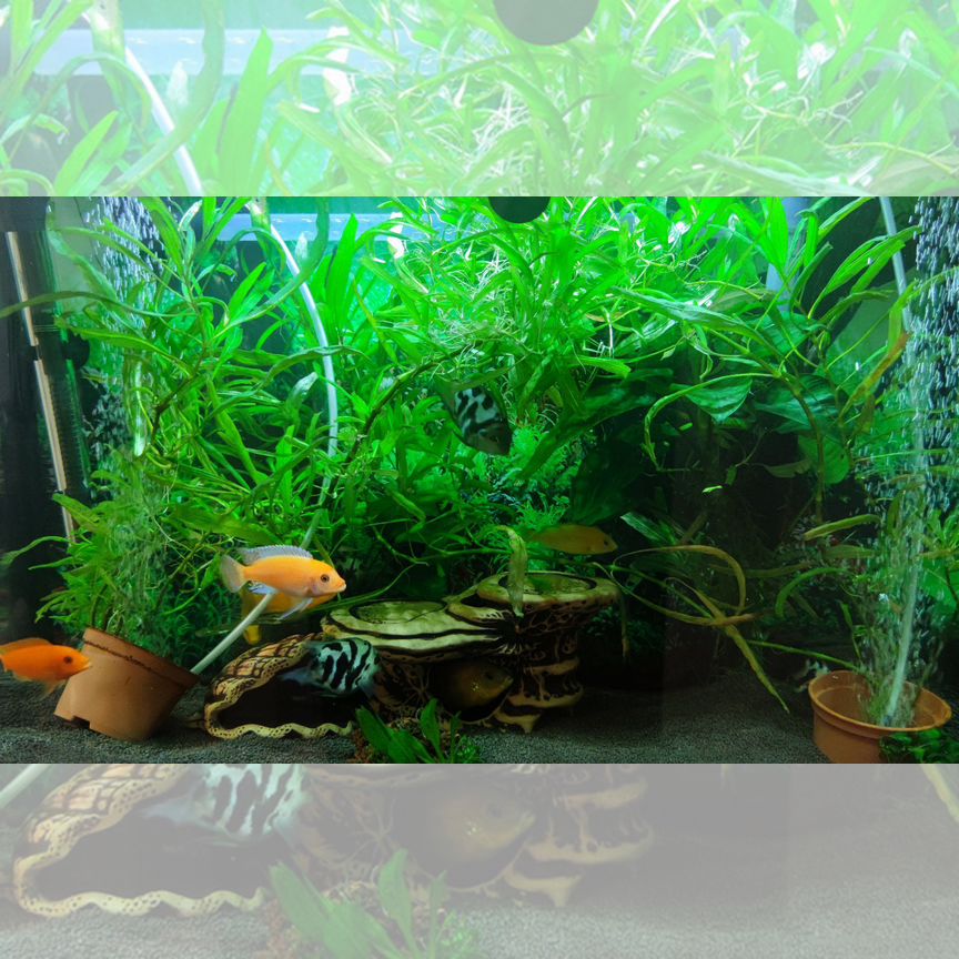 Продам аквариумных рыбок